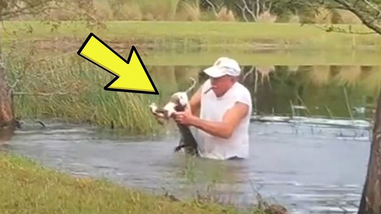 Alligator Snatches Puppy But Quickly Learns He Messed With The Wrong ...