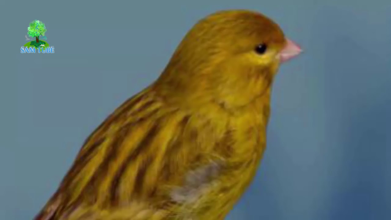 Timbrado Canary For Training Singing Super 2015 YouTube - YouTube
