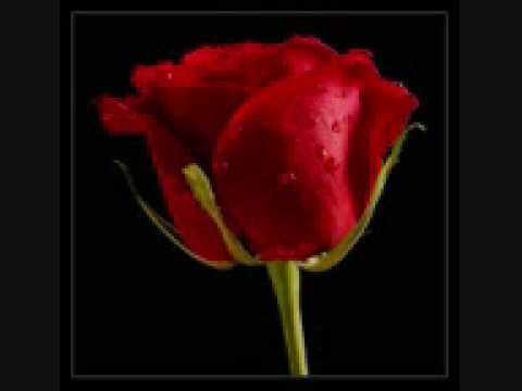 Seymes Cennet Bahçesi