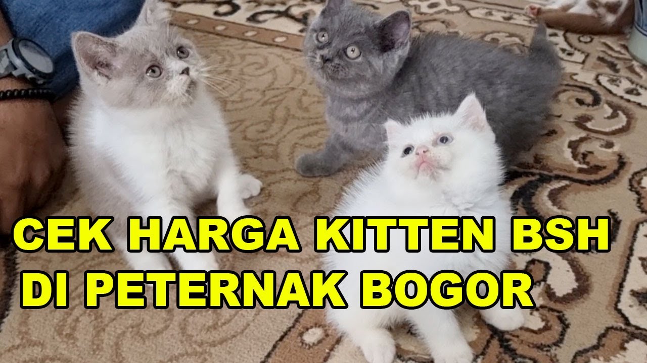 Cek Harga Anak Kucing Ras Peternakan Di Bogor - YouTube