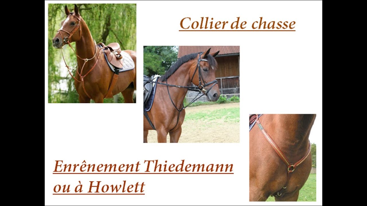 TUTO : collier de chasse et enrênement thieldemann (à howlett) - YouTube