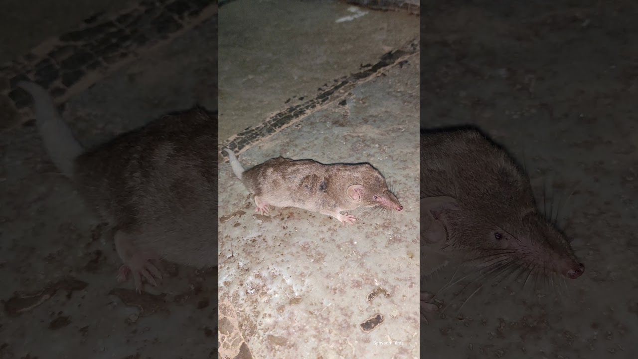 Asian House Shrew | Asian Musk Shrew / Indian Musk Shrew | Grey Musk ...