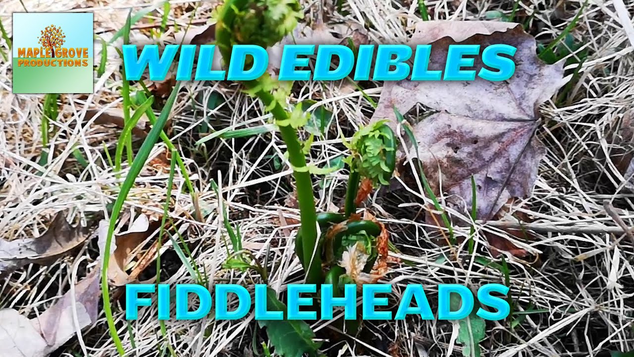 Wild Edibles: Fiddleheads | How & When to Harvest Them | Homesteading ...