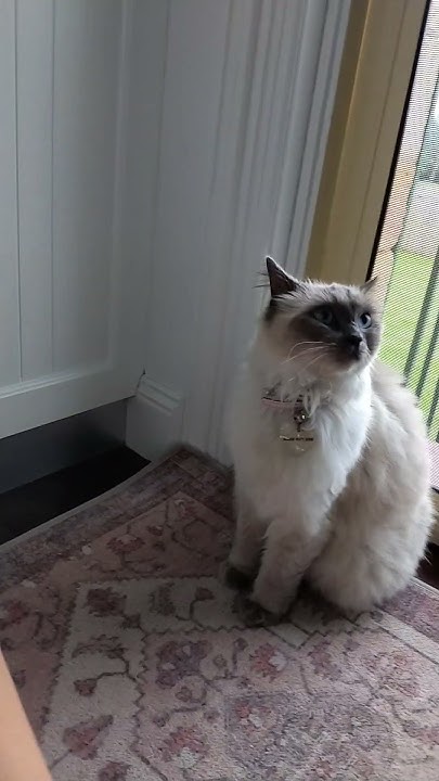 Boing boing boing #cuteanimal #cute #cat #cutepet #funny - YouTube