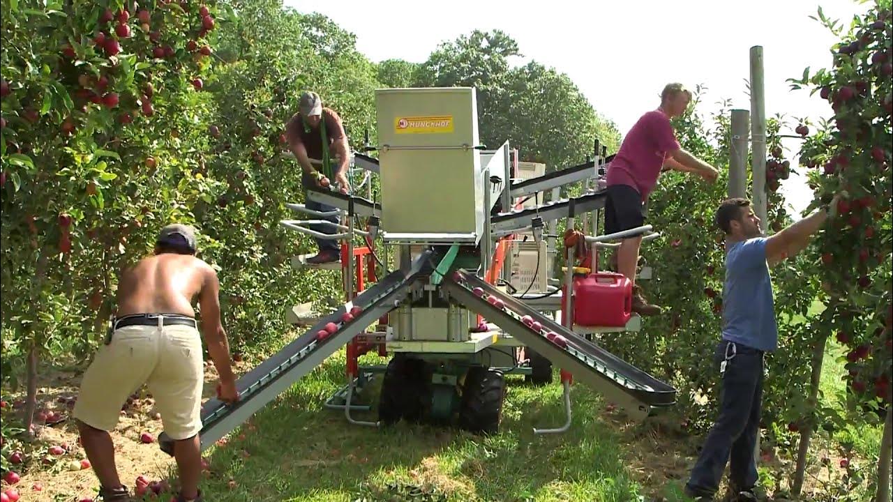 High Density Apple Orchard Research That Matters at Stockbridge School ...