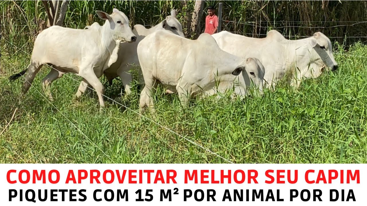 Como aproveitar melhor o seu Capim - Piquetes com 15 M² por animal por ...
