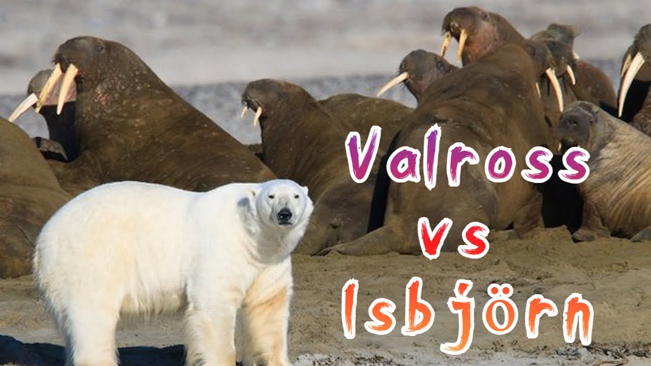 Fakta om Valross mot Björn Naturens hårdaste kämpar - YouTube
