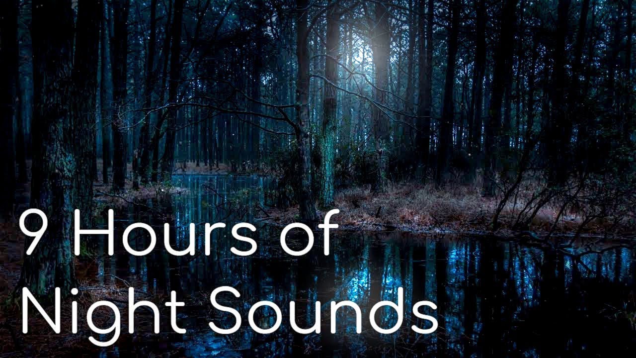 Night Forest Ambience 🌙 Night Forest Sounds for Sleeping 💤 11 Hours ...