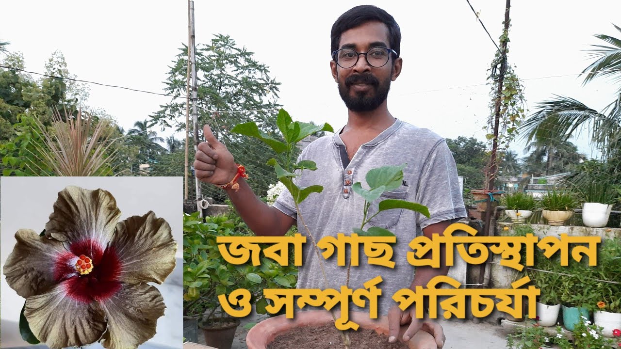 জবা গাছ প্রতিস্থাপন ও সম্পূর্ণ পরিচর্যা / জবা গাছ / Hibiscus plant ...