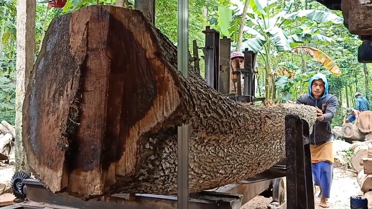 Super Jumbo, Kayu Oak Diturunkan Langsung Dari Lereng Kelud - YouTube