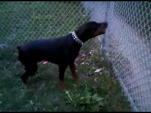Doberman ATTACK - YouTube