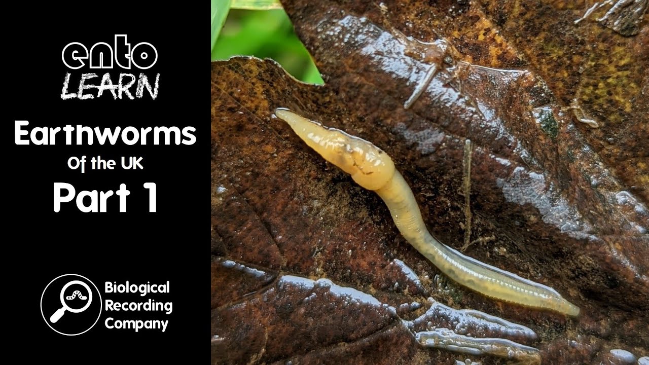 Earthworms of the UK Part 1 - YouTube