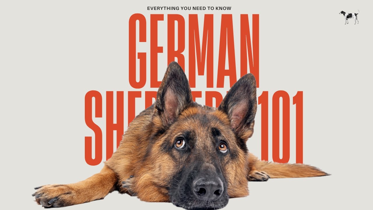 German Shepherd 101 | Everything You Need To Know About This ...