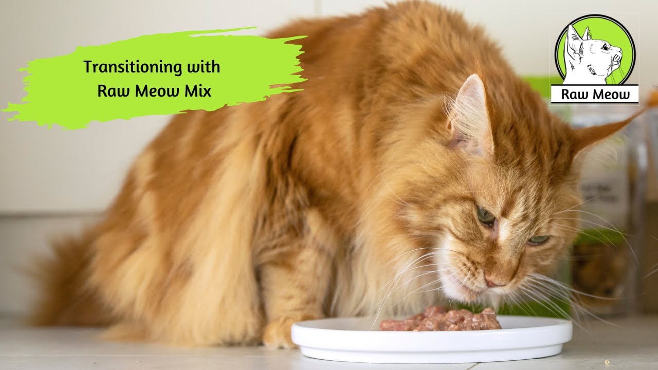 Transitioning your cat to Raw with Raw Meow Mix - YouTube