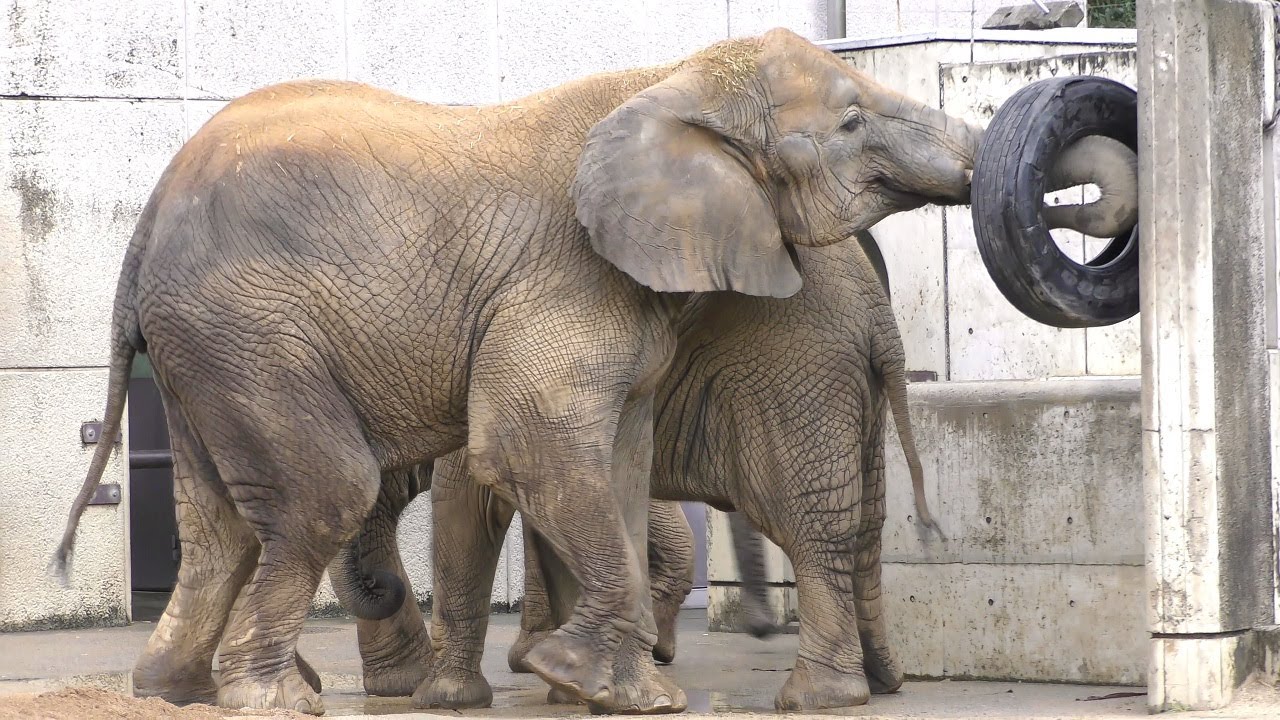 アフリカゾウ,とべ動物園,愛媛県,African Elephant,Tobe Zoological Park,Ehime,Japan ...