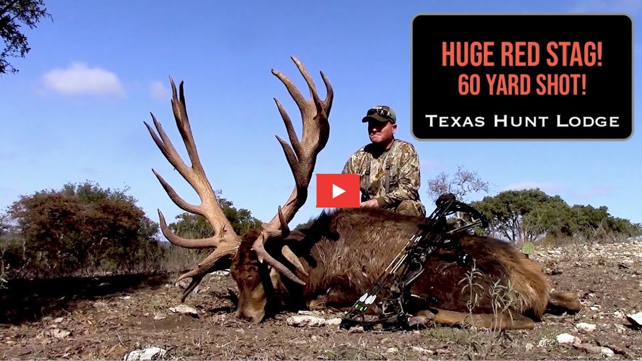 Bow Hunting Red Stag in Texas - GREAT 60 Yard Shot!! - YouTube