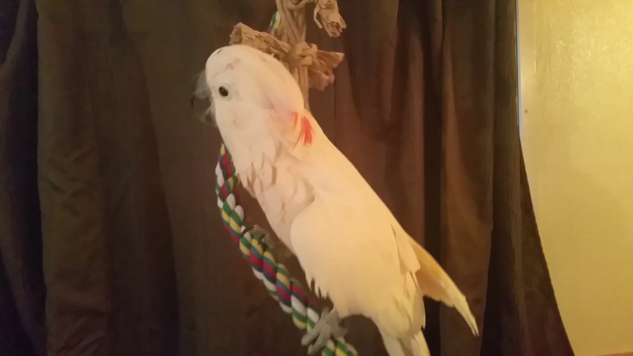 Pebbles new swing - YouTube