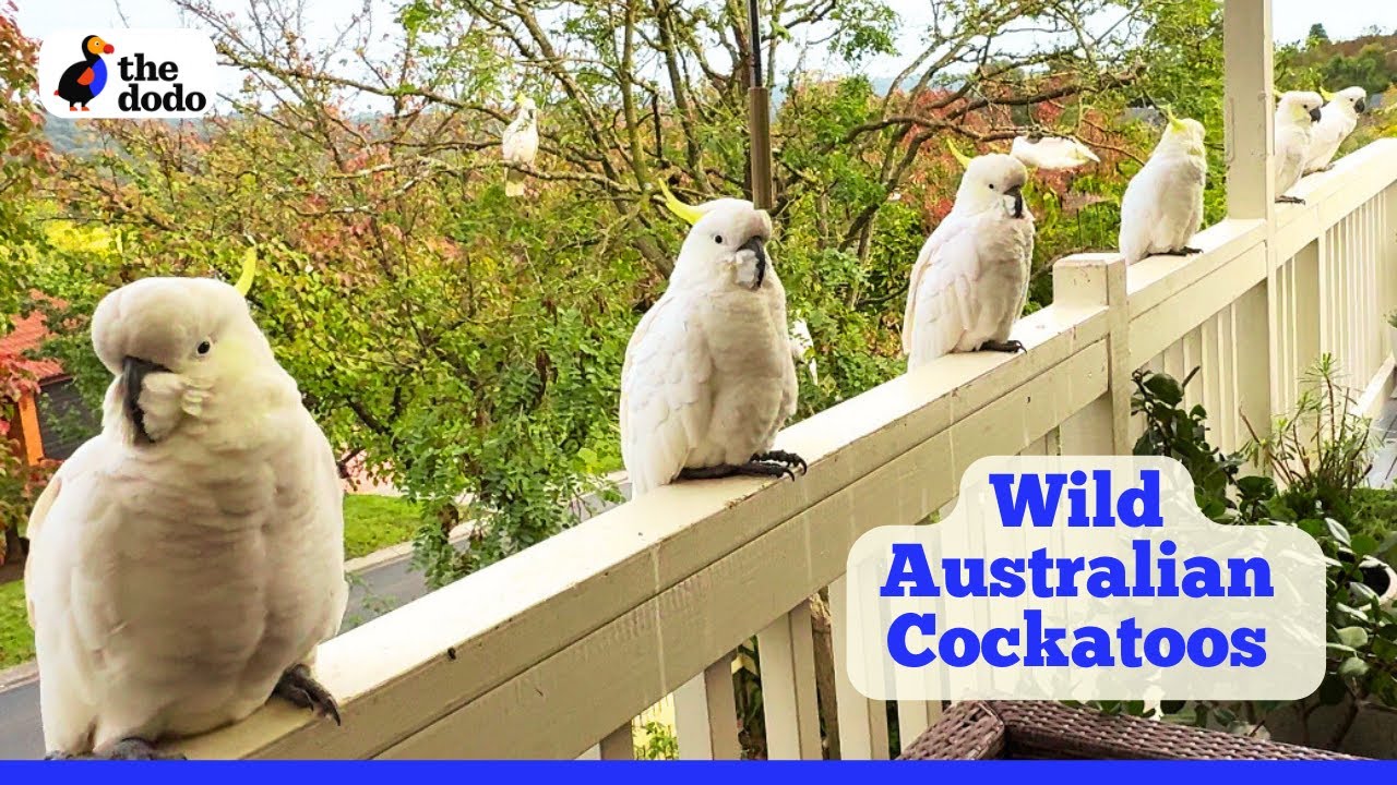 Wild World of Cockatoos: Revealing home feeding secrets - YouTube