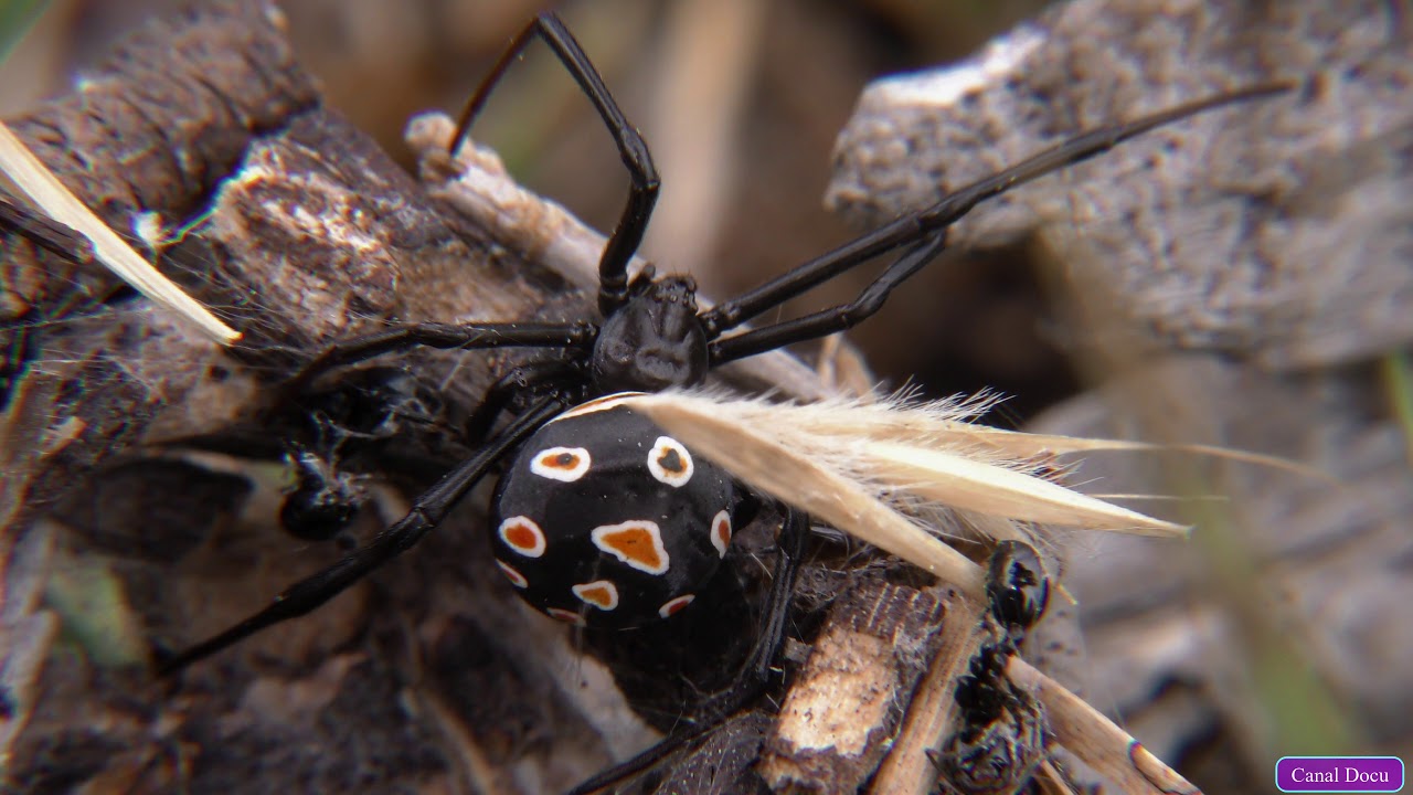 4k Viuda negra europea. araña, insectos - YouTube