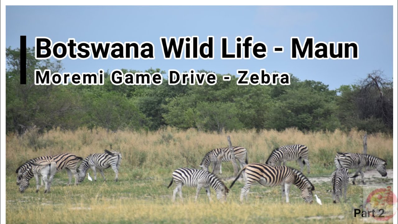Botswana Wild life - Moremi Game Drive, Maun - Zebra viewing - YouTube