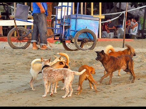 How To Start Breeding Askal Dog | Aspins Dogs - YouTube