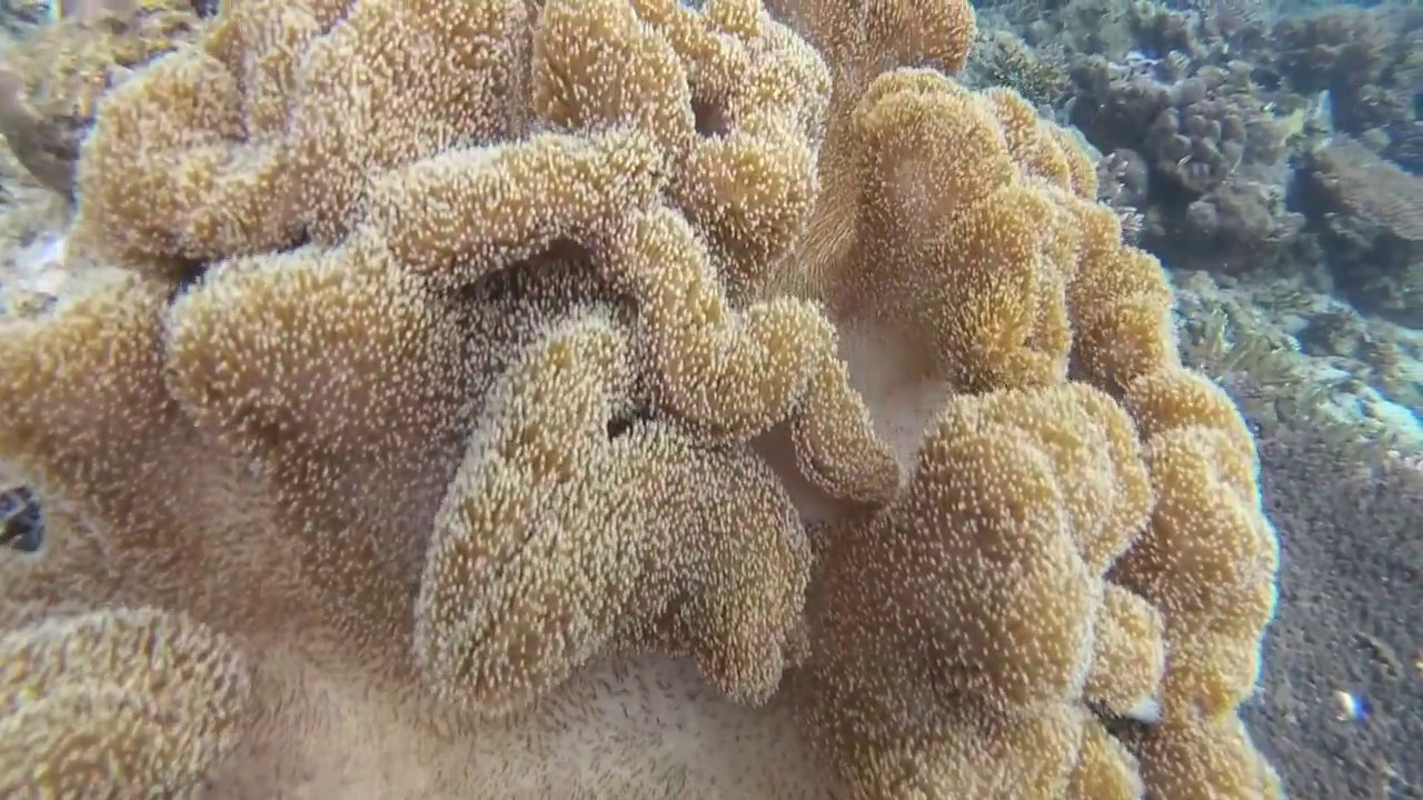 Ratusan Ikan Lubang Buaya Morela Ambon part 2 - YouTube