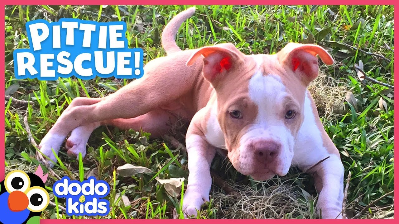 Wobbliest Little Pit Bull Puppy Is So Determined To Walk! | Animal ...