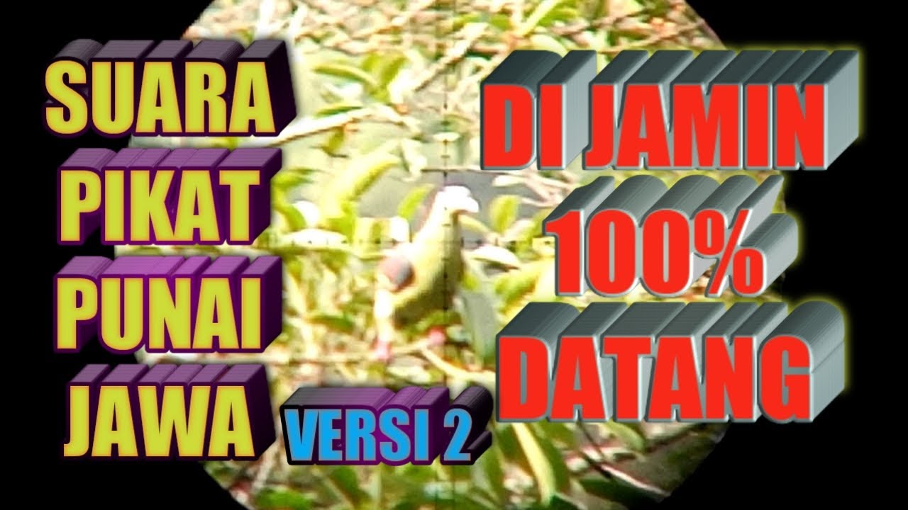 SUARA PIKAT PUNAI SIUL / JAWA VERSI 2 100% DATANG - YouTube