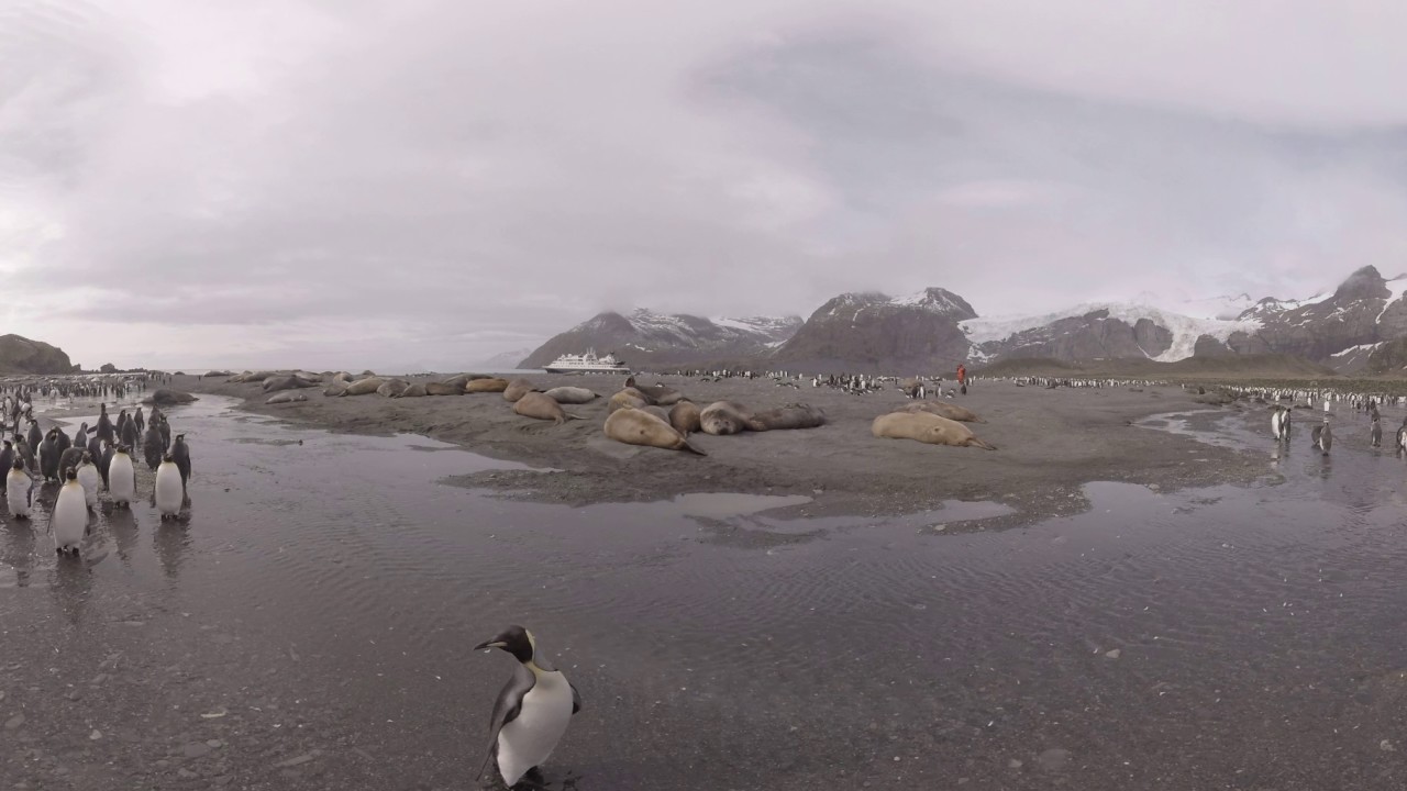 King Penguin River - 4K 360 - YouTube