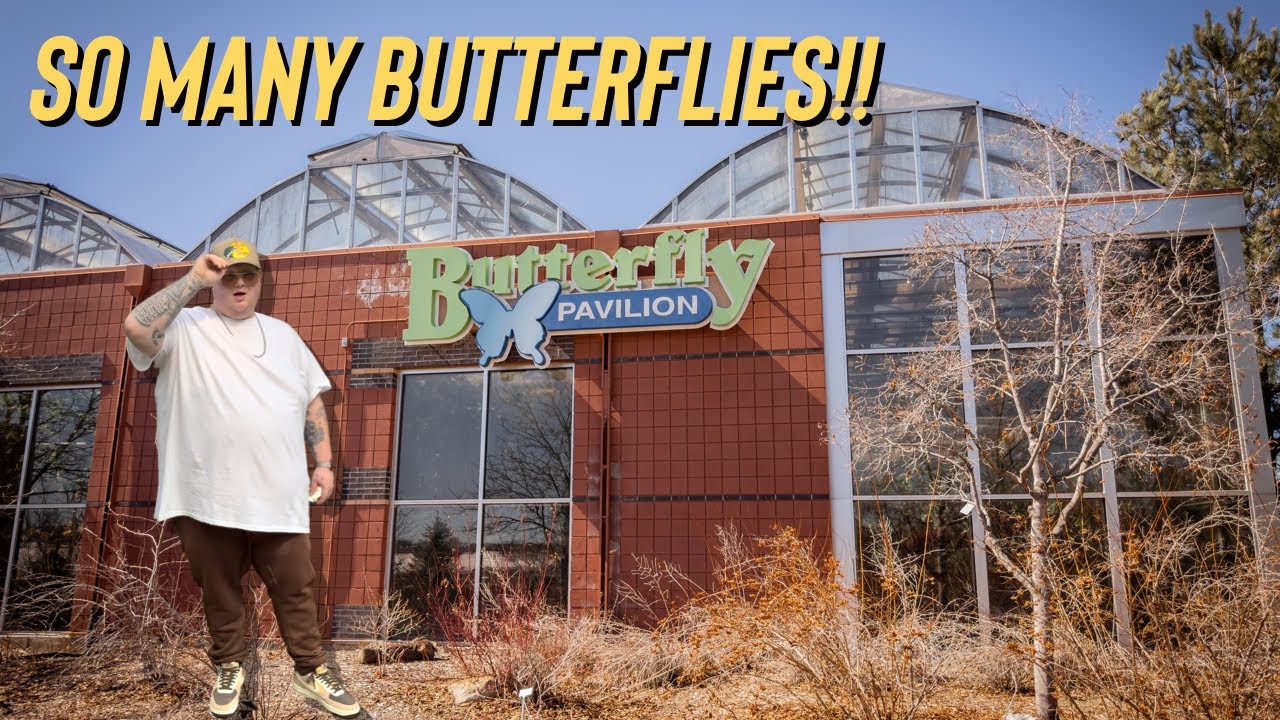 Visiting the butterfly pavilion in Denver, Colorado! - YouTube