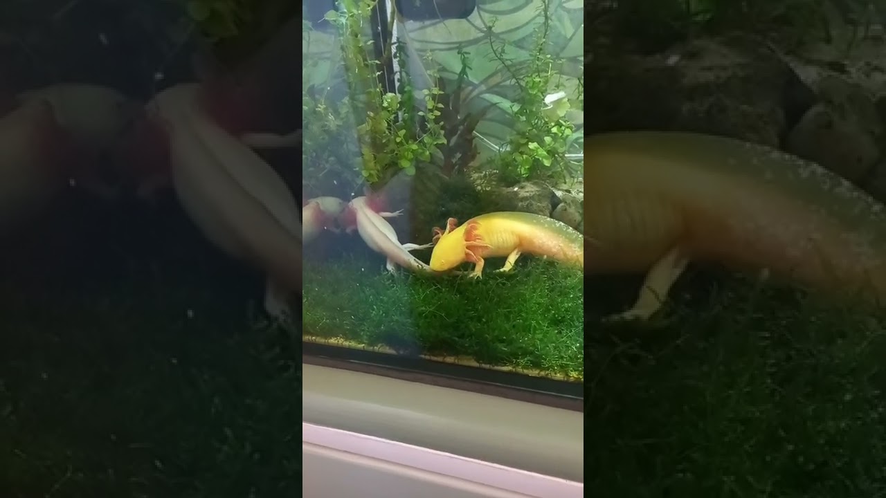 Mutant axolotl with forked floofs - YouTube