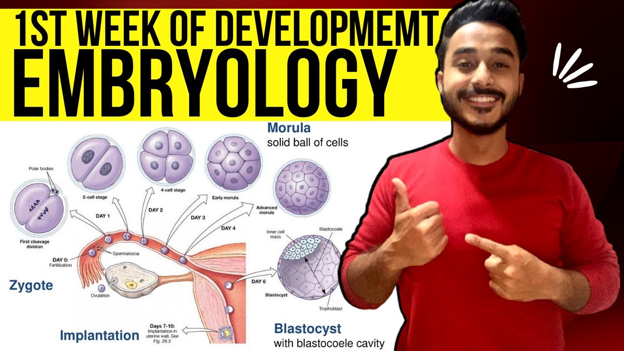 general embryology anatomy | first week of development embryology ...