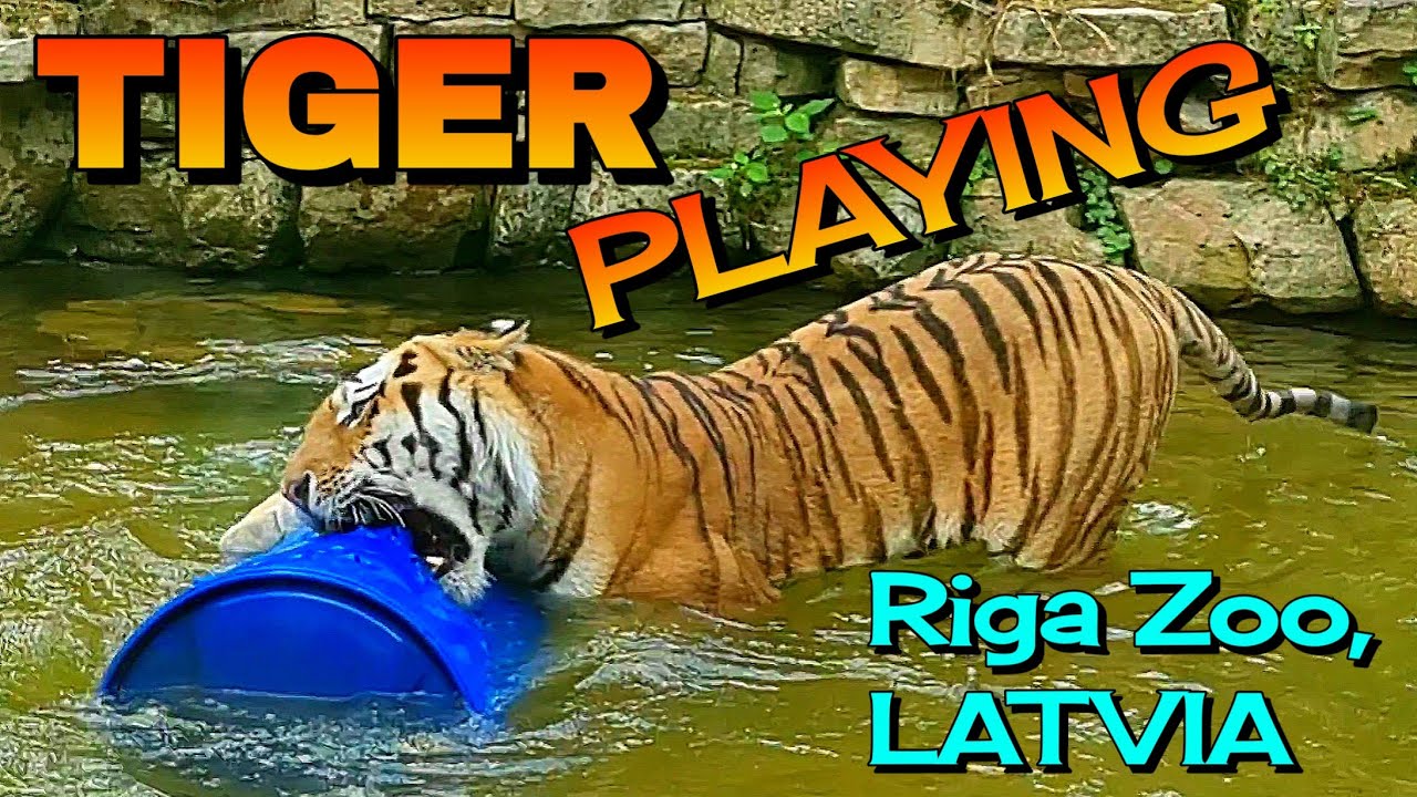 TIGER PLAYING in the Water at Riga Zoo, Latvia - YouTube