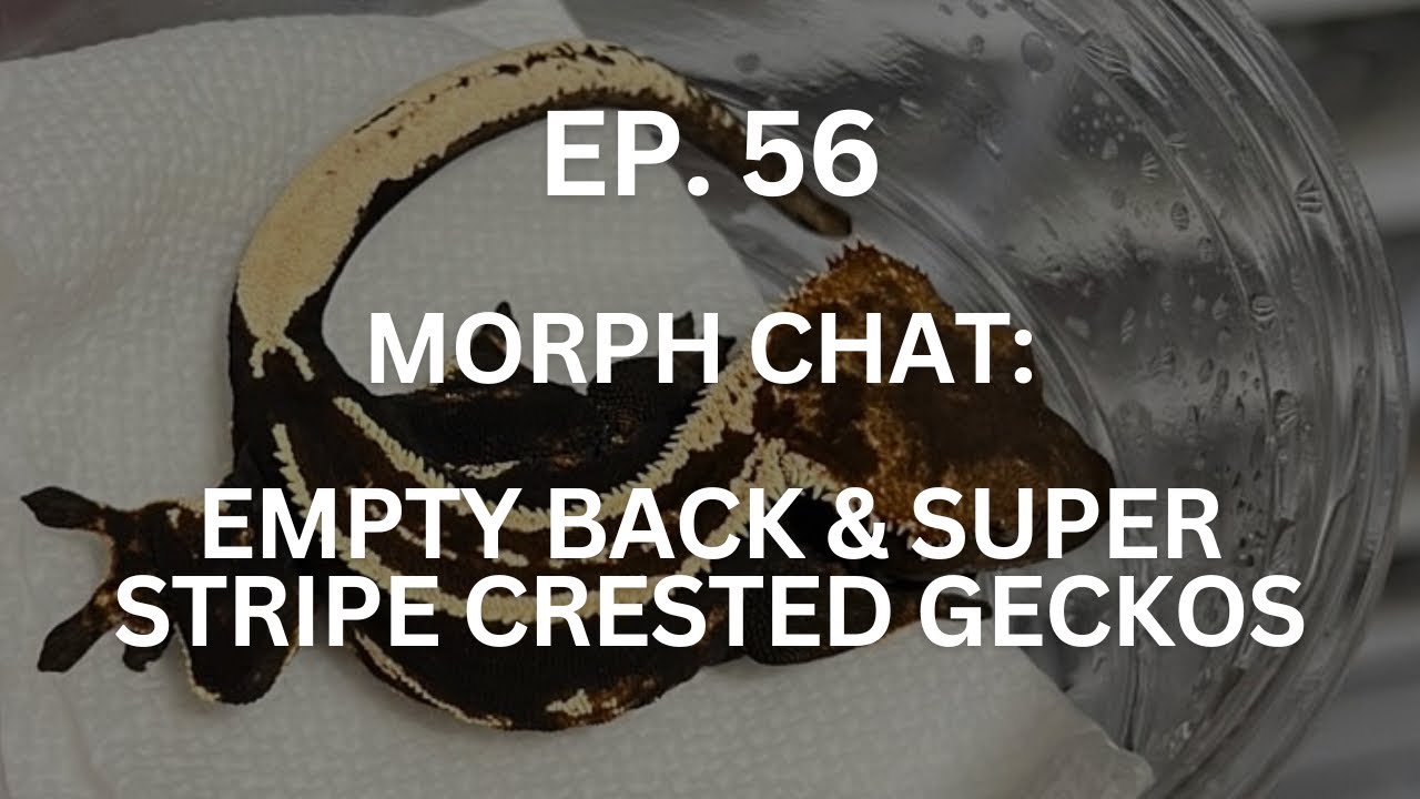 Empty Back & Super Stripe Crested Geckos | Ep. 56 of The Gecko Pod ...