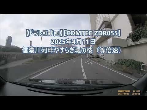 ドラレコ動画】【COMTEC ZDR055】2025年4月11日信濃川河畔やすらぎ堤の桜（等倍速） - YouTube