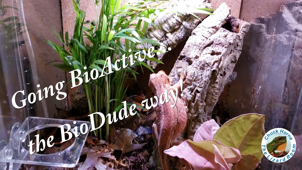 BioDude Unboxing and Terrarium Set-ups! - YouTube