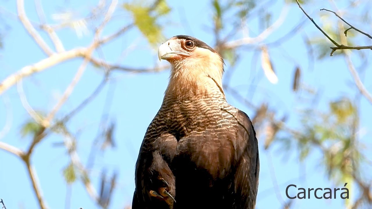 CARCARÁ imponente na espera (CARACARA PLANCUS), CRESTED CARACARA ...