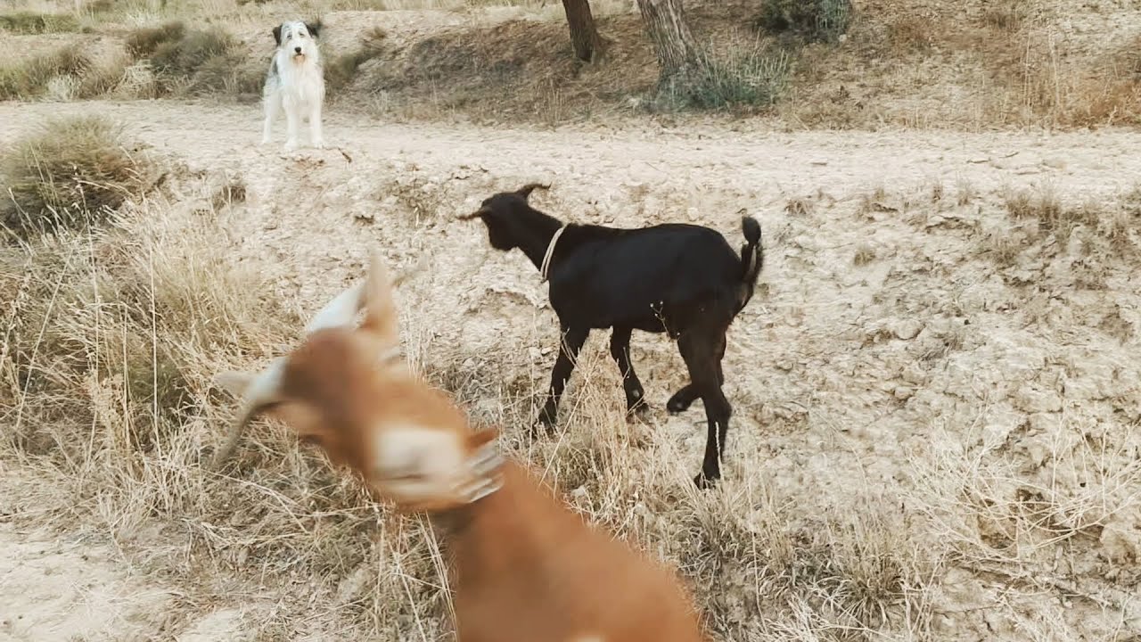 Animal Friends Playing and Exploring Relaxing Meditation Off-Grid ...