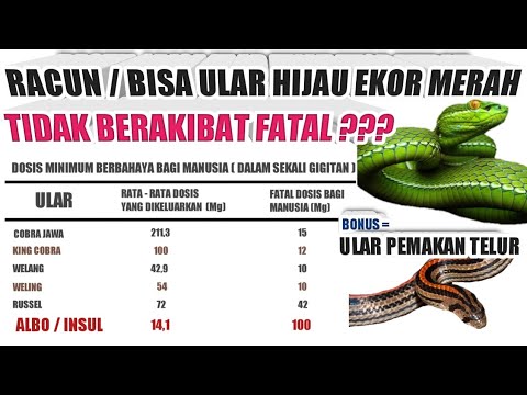 ULAR HIJAU / LUWUK / GADUNG LUWUK / BANGKAI LAUT & ULAR PEMAKAN TELUR ...