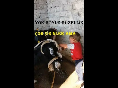 Keçi ile çocuğun su kavgası izlemeye değer