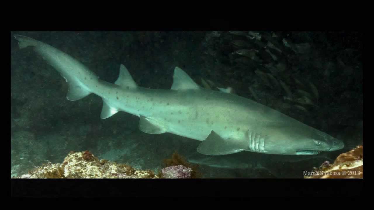 Raggie Shark (Sand Tiger Shark - Squalo Toro) on Aliwal Shoal @ Marco ...
