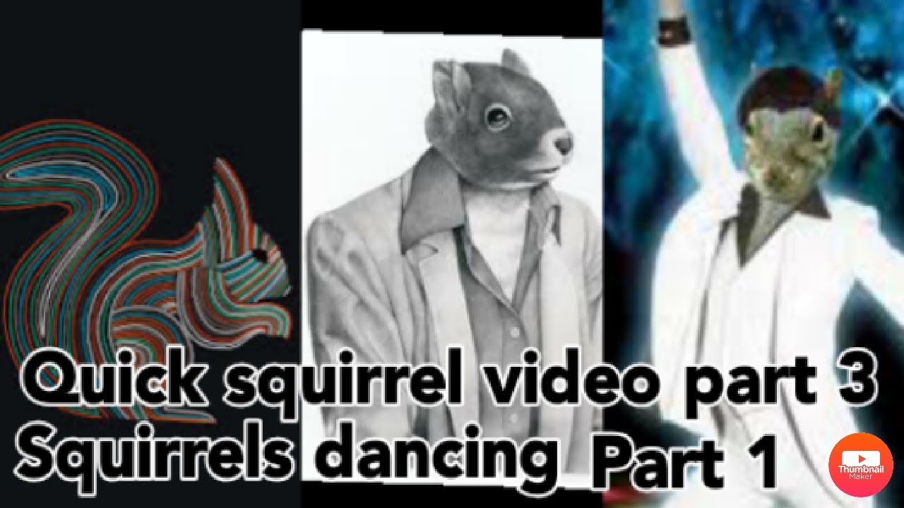 Quick squirrel video part 3-funny squirrel dancing - YouTube