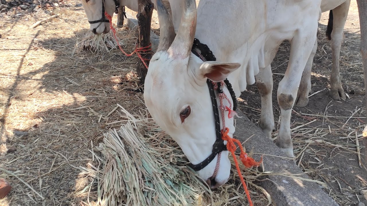 Village farmer take care of their bulls - YouTube