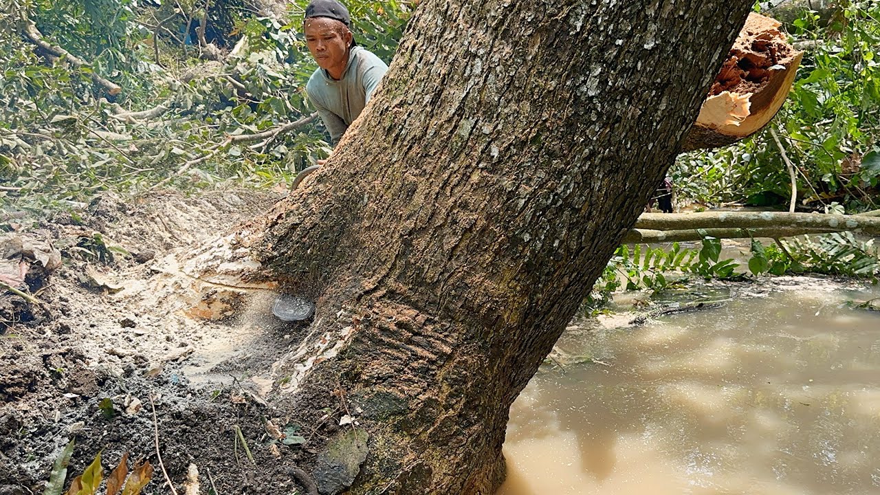 The first tree FAILED the second tree WAS CURRENT... Cut down 2 trembesi trees on the river bank ...