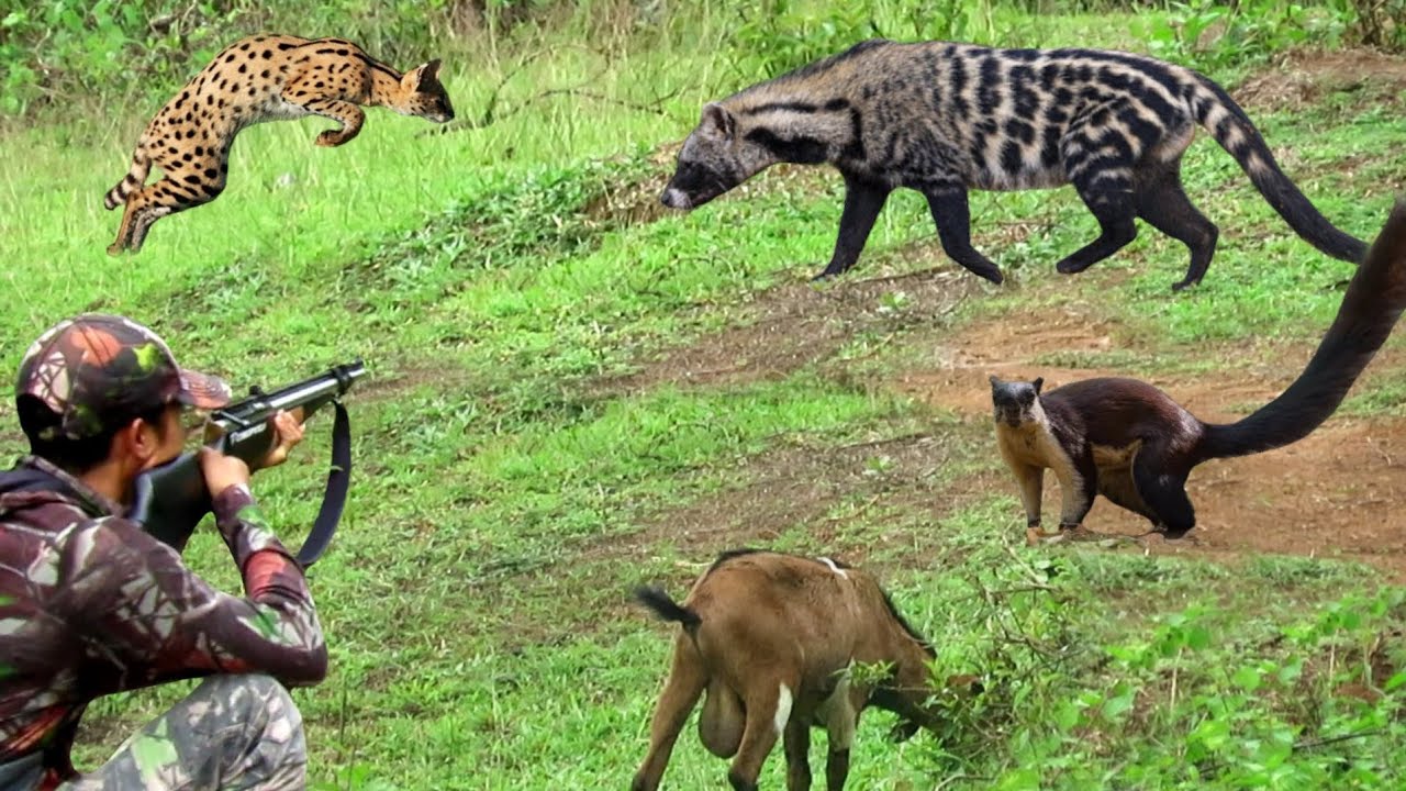 full video kompilation: 2 daeys of hunting weasels and skuirel - YouTube