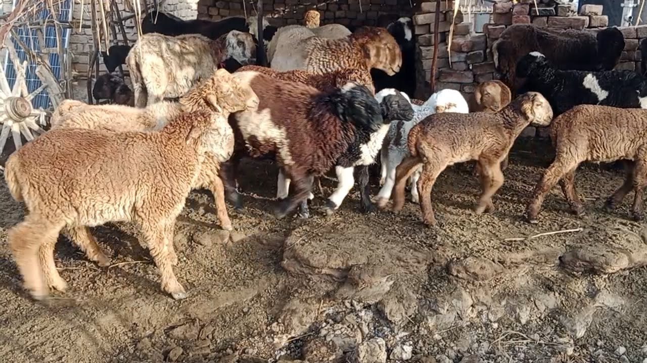 A Male Sheep Is Trying To Mate With A Female Sheep And Two Other Sheep ...