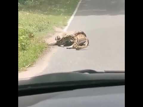 The python killing Impala ,the park ranger saved Impala's life👏. - YouTube