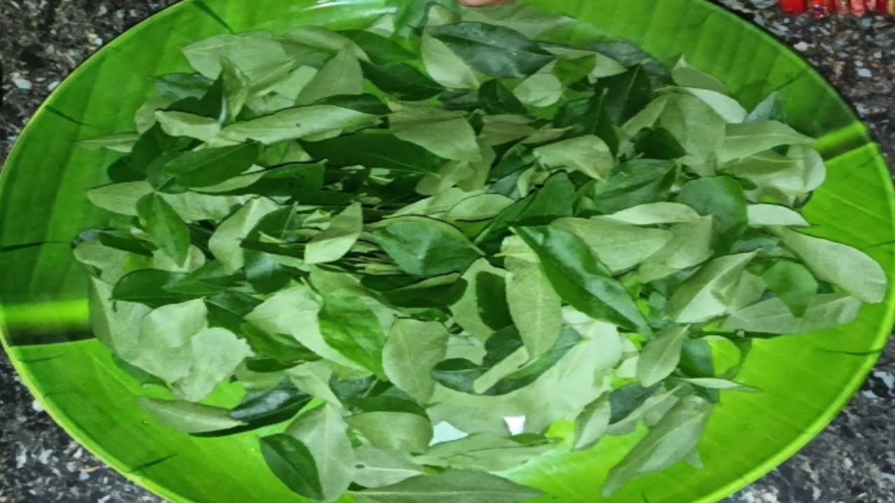 ଭୁଶୁଙ୍ଗା ପତ୍ର ଚଟଣି। Bhusunga Patra Chuteny Recipe In Odia/Kari Pata Ki ...