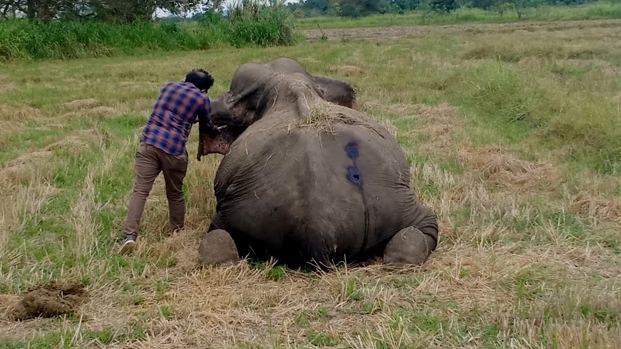 Heart warming! Elephant suffered with an injured leg received treatment ...