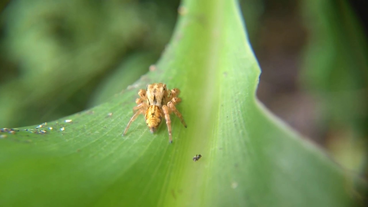 The little jumping spider catching a prey - YouTube